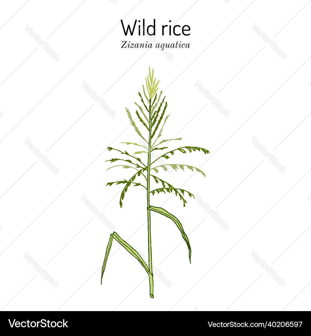 Wild rice zizania aquatica state grain Royalty Free Vector