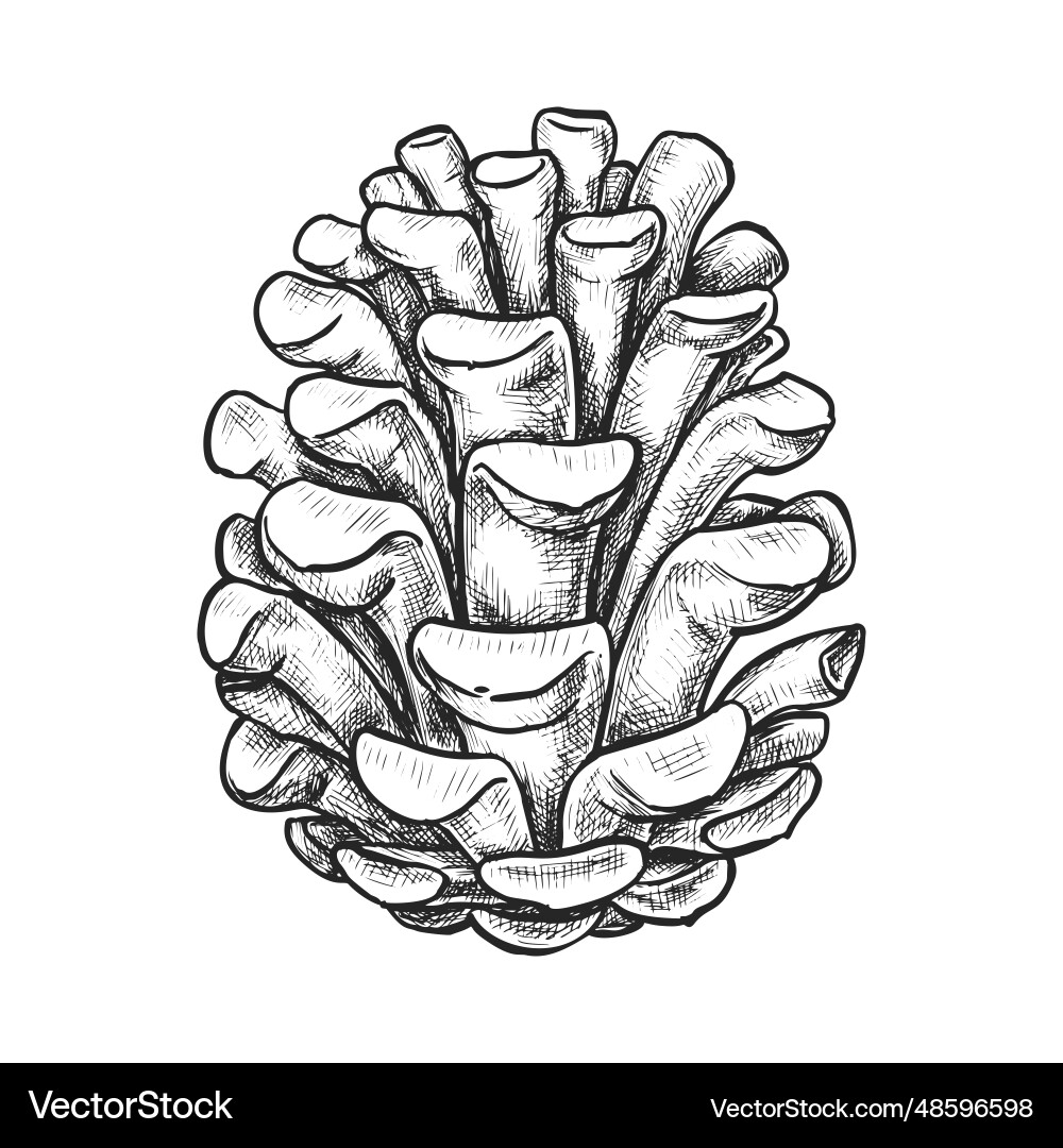 Hand drawn cone or pinecone seed sketch Royalty Free Vector