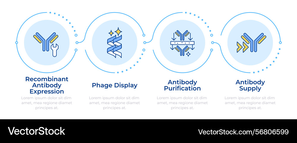 Antibody-Produktionsprozess Infografik 4 Schritte Vektorbild