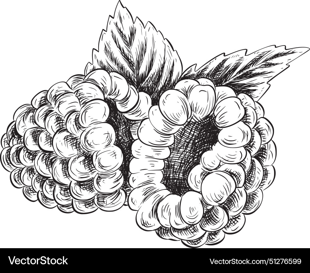 Raspberry berries sketch Royalty Free Vector Image
