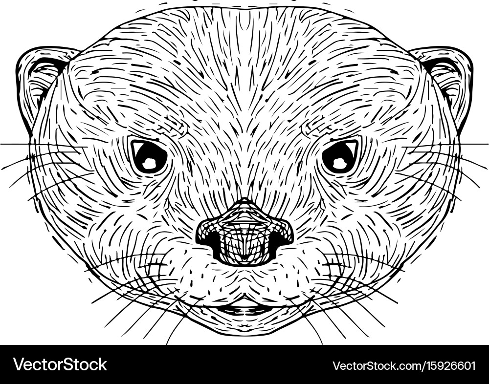 Head drawing Royalty Free Vector Image - VectorStock