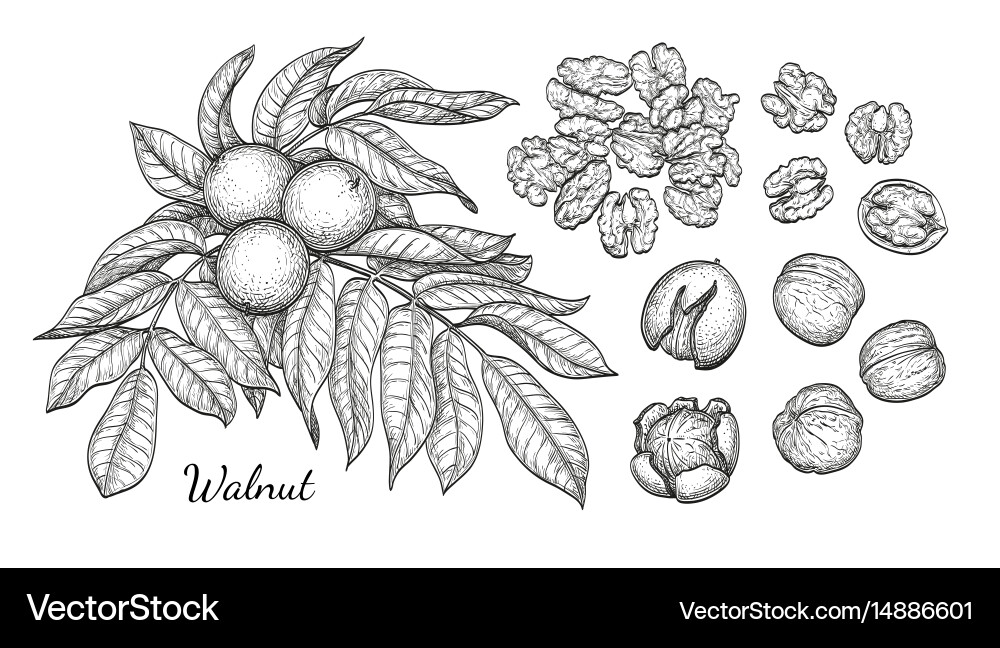 Ink sketch of nuts Royalty Free Vector Image - VectorStock