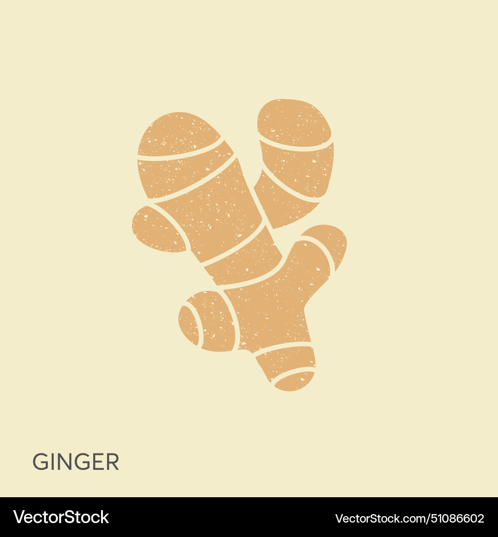 Cute ginger root plant isolated on white Vector Image