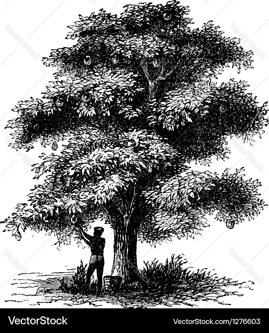 Breadfruit Leaf Vector Images (over 480)