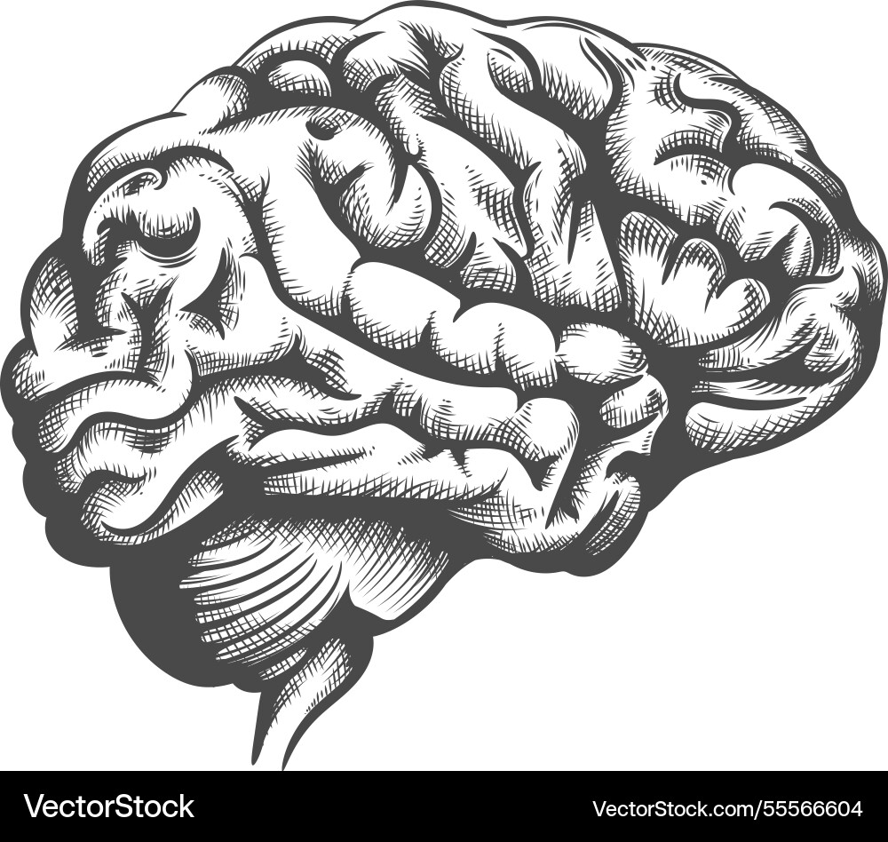 Brain Sketch Engraving Vector Images (over 450)