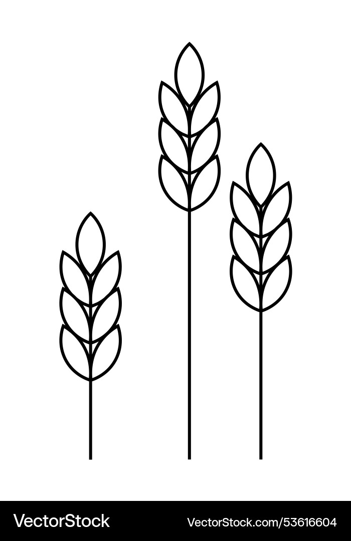 Simple black and white wheat stalks drawing Vector Image