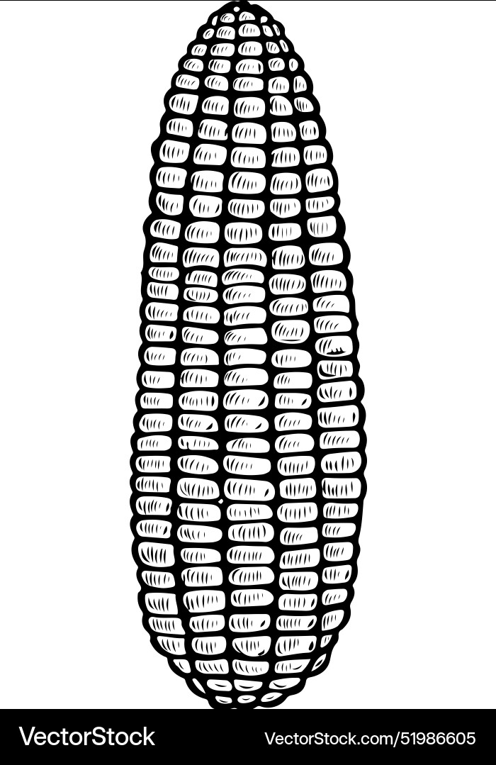 Corn cob line drawing Royalty Free Vector Image