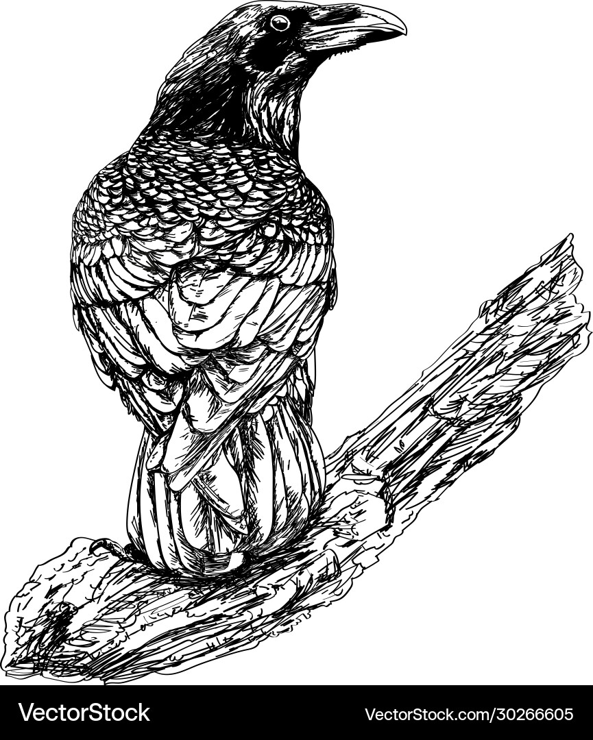Hand-drawn raven in vintage style Royalty Free Vector Image