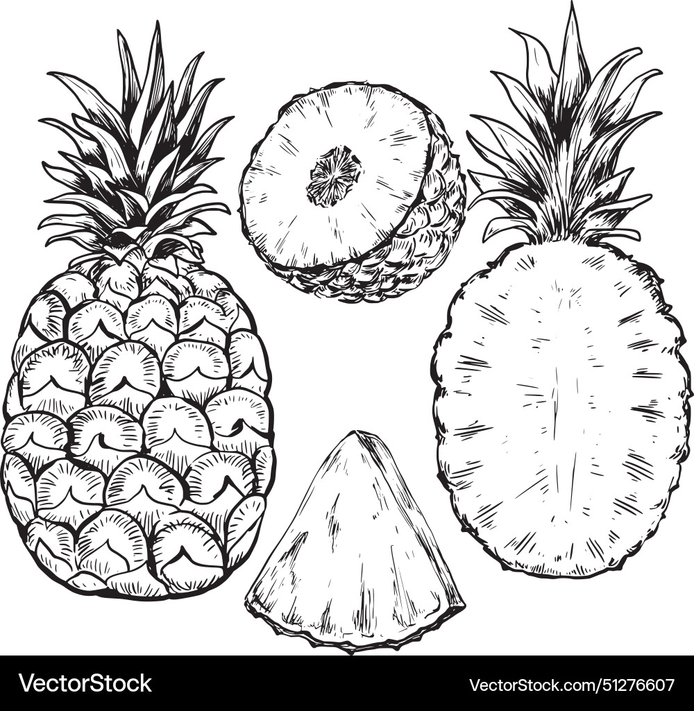 Pineapple vintage sketch set Royalty Free Vector Image