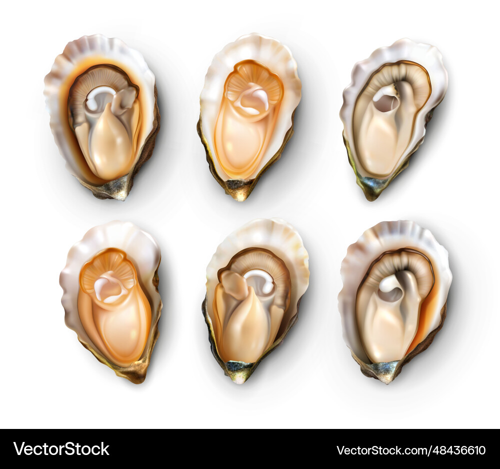 Oysters realistic set Royalty Free Vector Image
