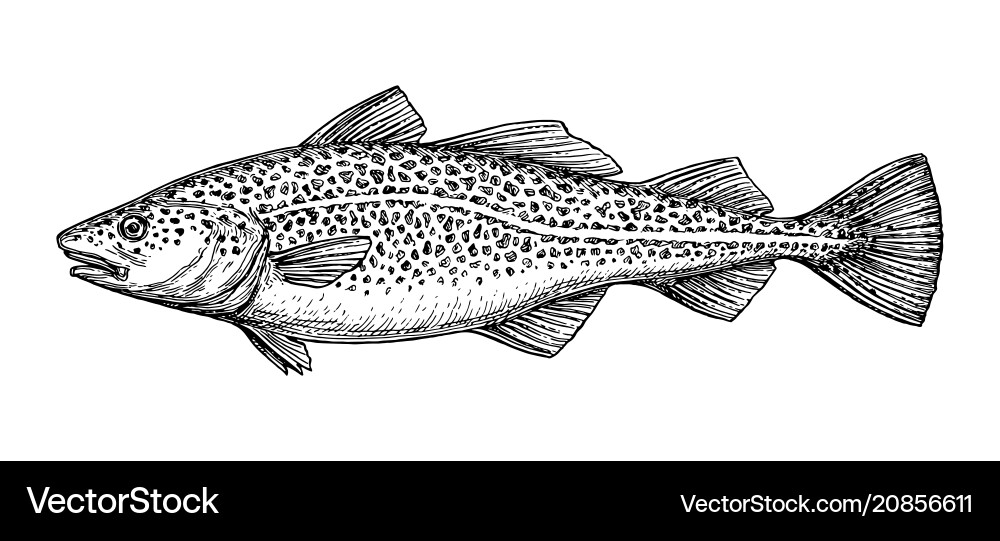 Ink sketch of cod fish Royalty Free Vector Image