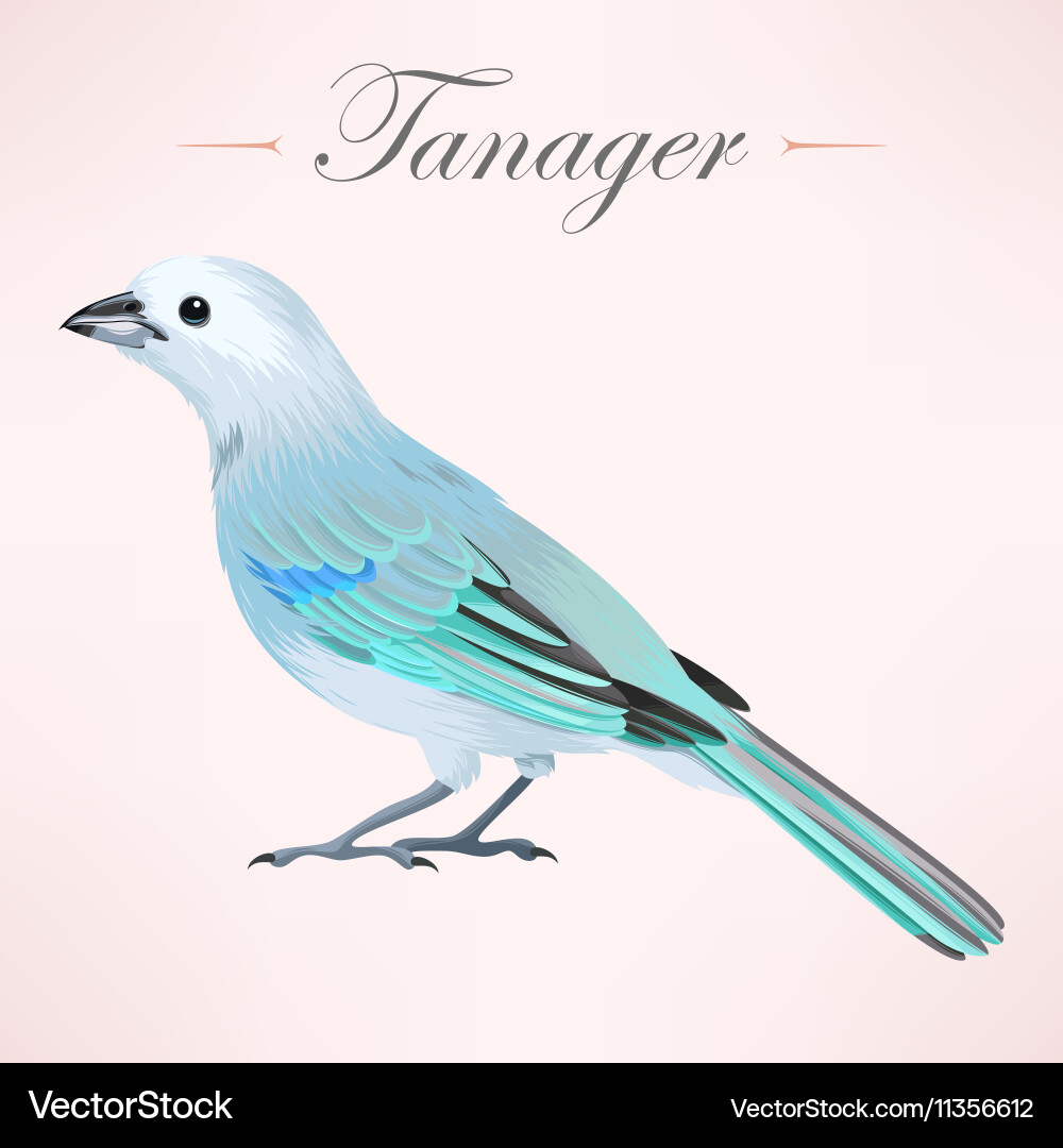 Bird Royalty Free Vector Image - VectorStock