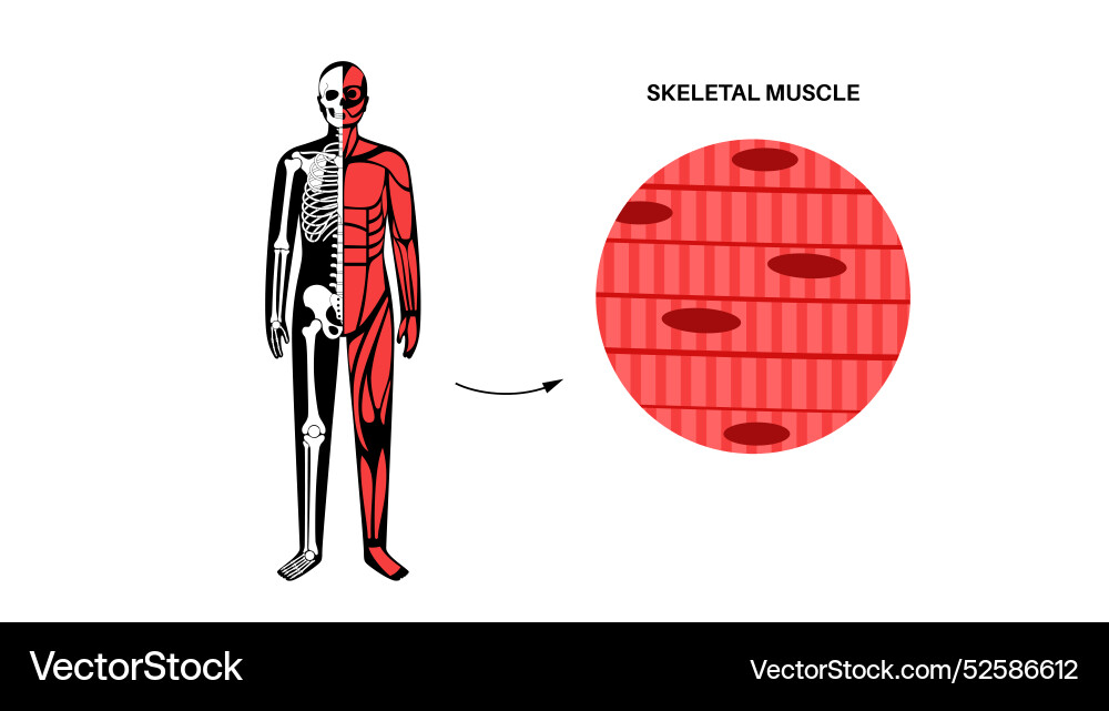 Skeletal muscle tissue Royalty Free Vector Image
