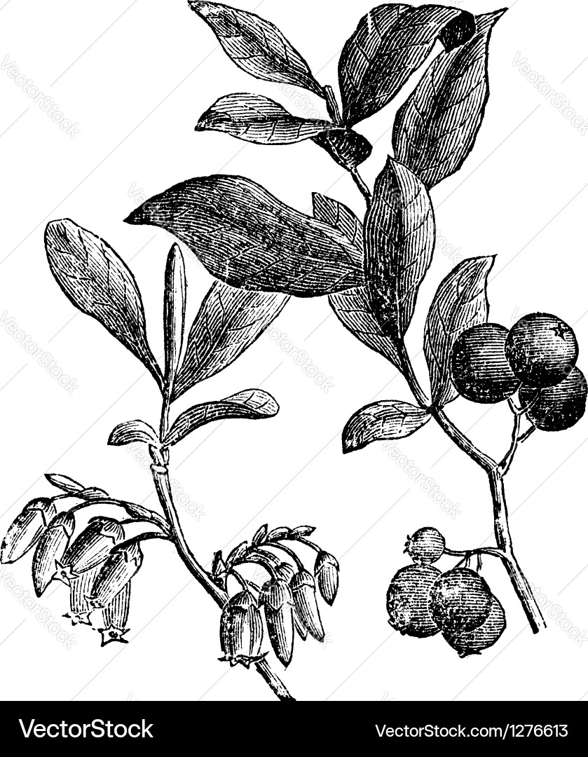 Huckleberry Engraving - Wild Berry Royalty Free Vector Image