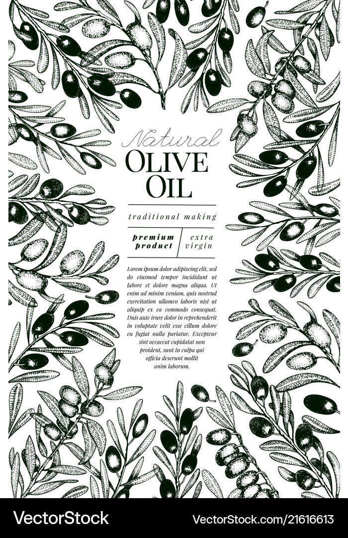Olive tree banner template vintage Royalty Free Vector Image