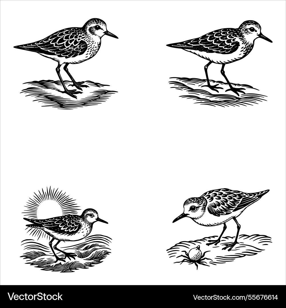 Cute sanderling bird Royalty Free Vector Image