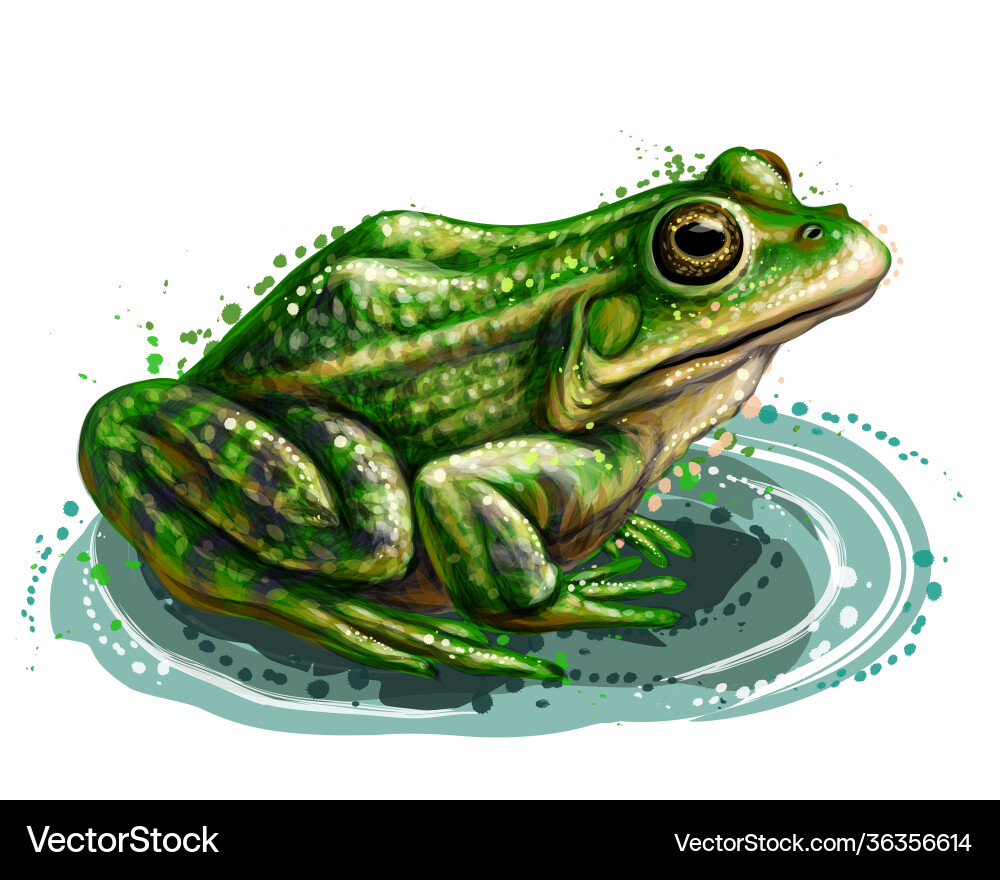 Frog color graphic portrait a Royalty Free Vector Image
