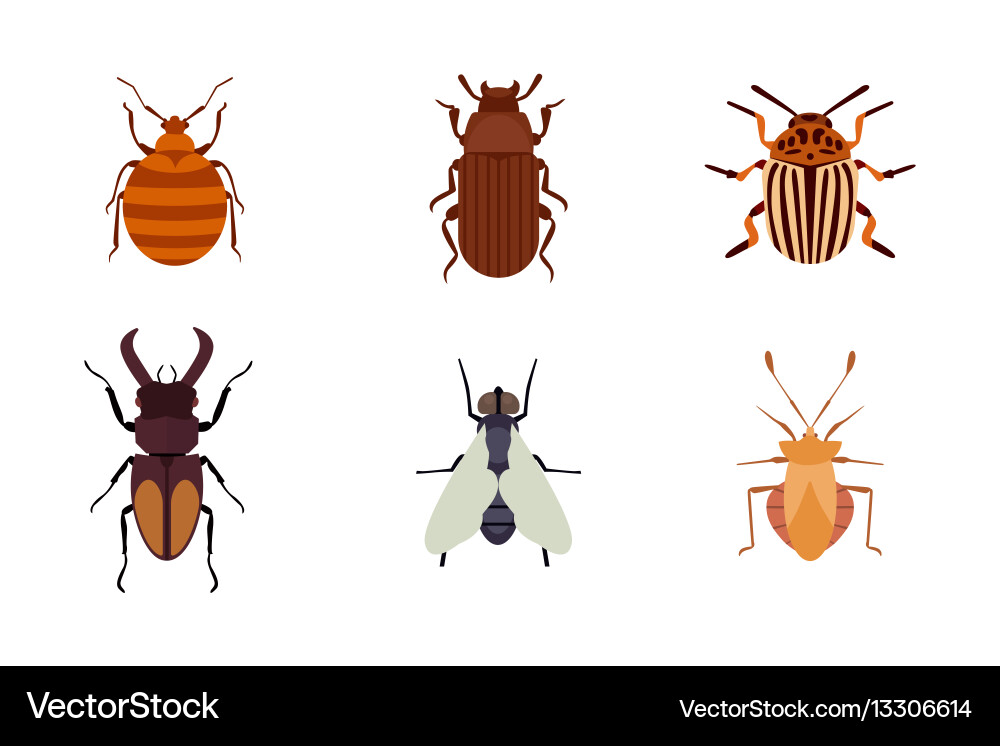 Insect icon flat isolated nature flying bugs Vector Image