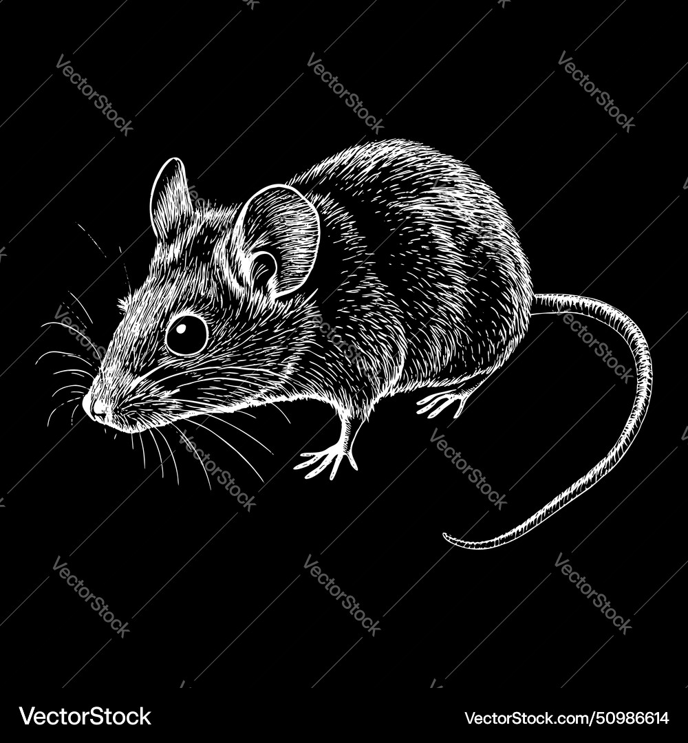 Realistic mouse drawing in engraving style white Vector Image