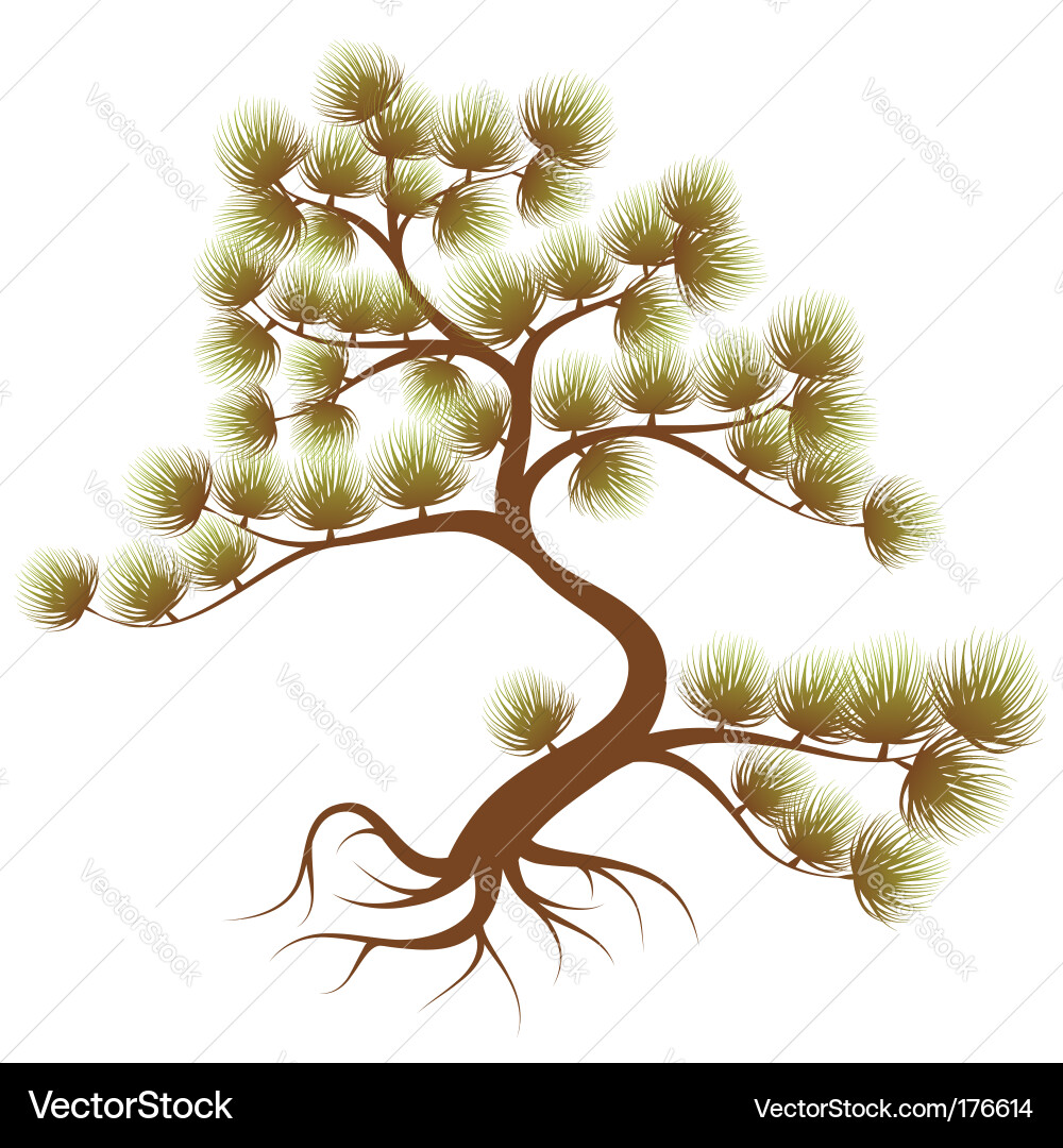 Tree cedar Royalty Free Vector Image - VectorStock