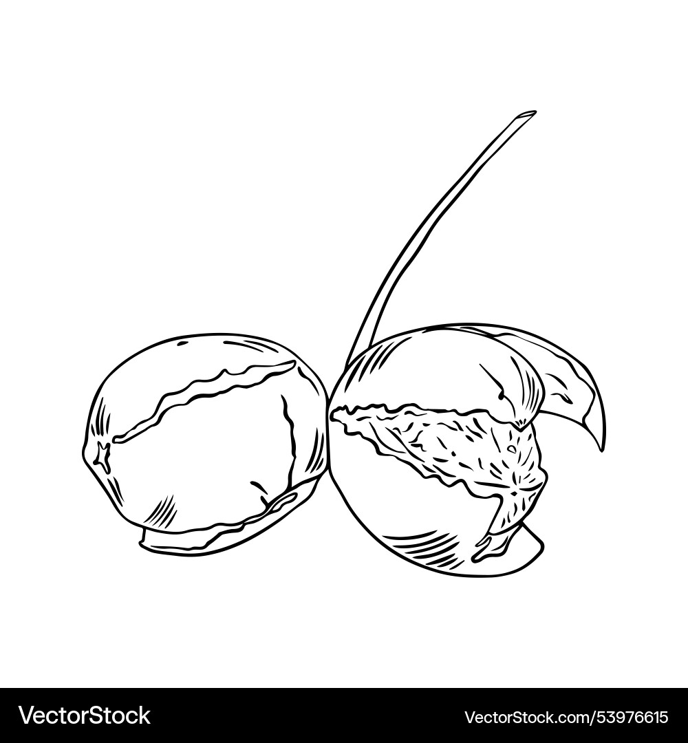 Sketch of walnuts in style Royalty Free Vector Image