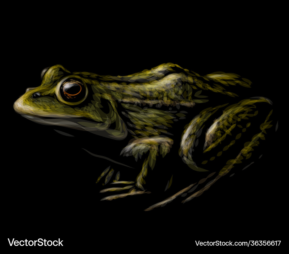 Frog color graphic portrait a Royalty Free Vector Image