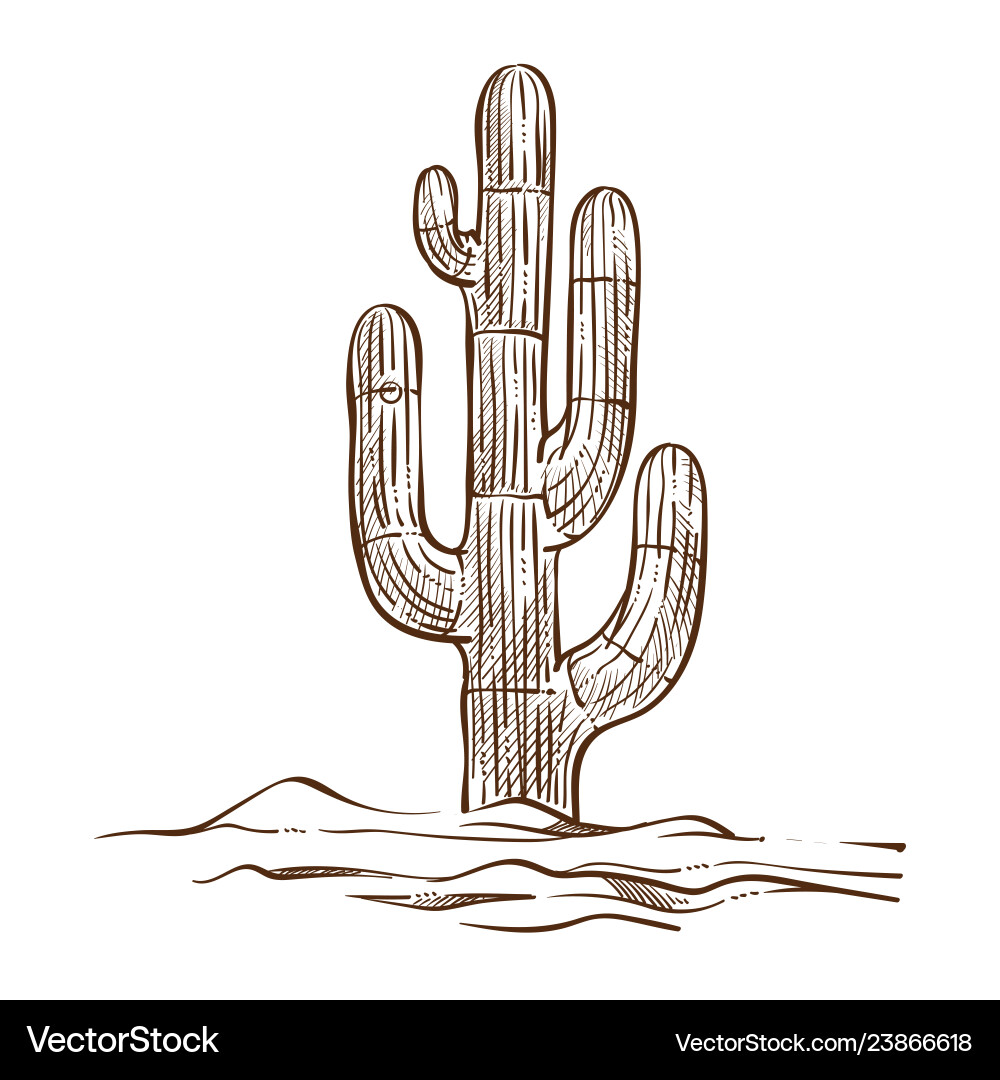 Cactus tree in desert wild plant with spikes Vector Image