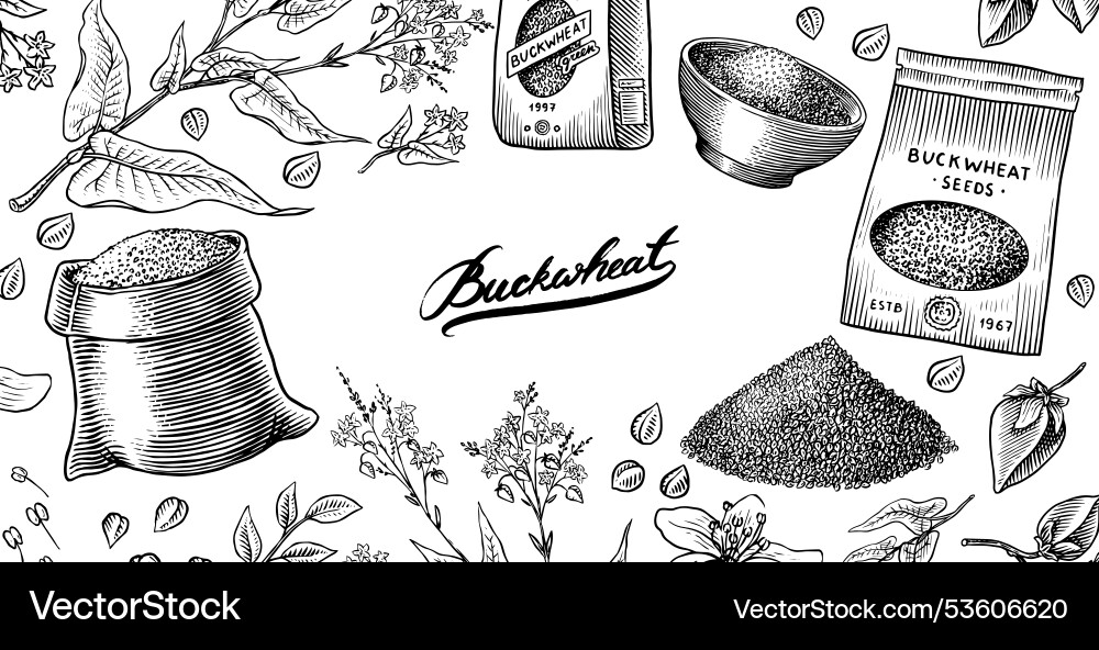 Collection of buckwheat engraved hand drawn Vector Image