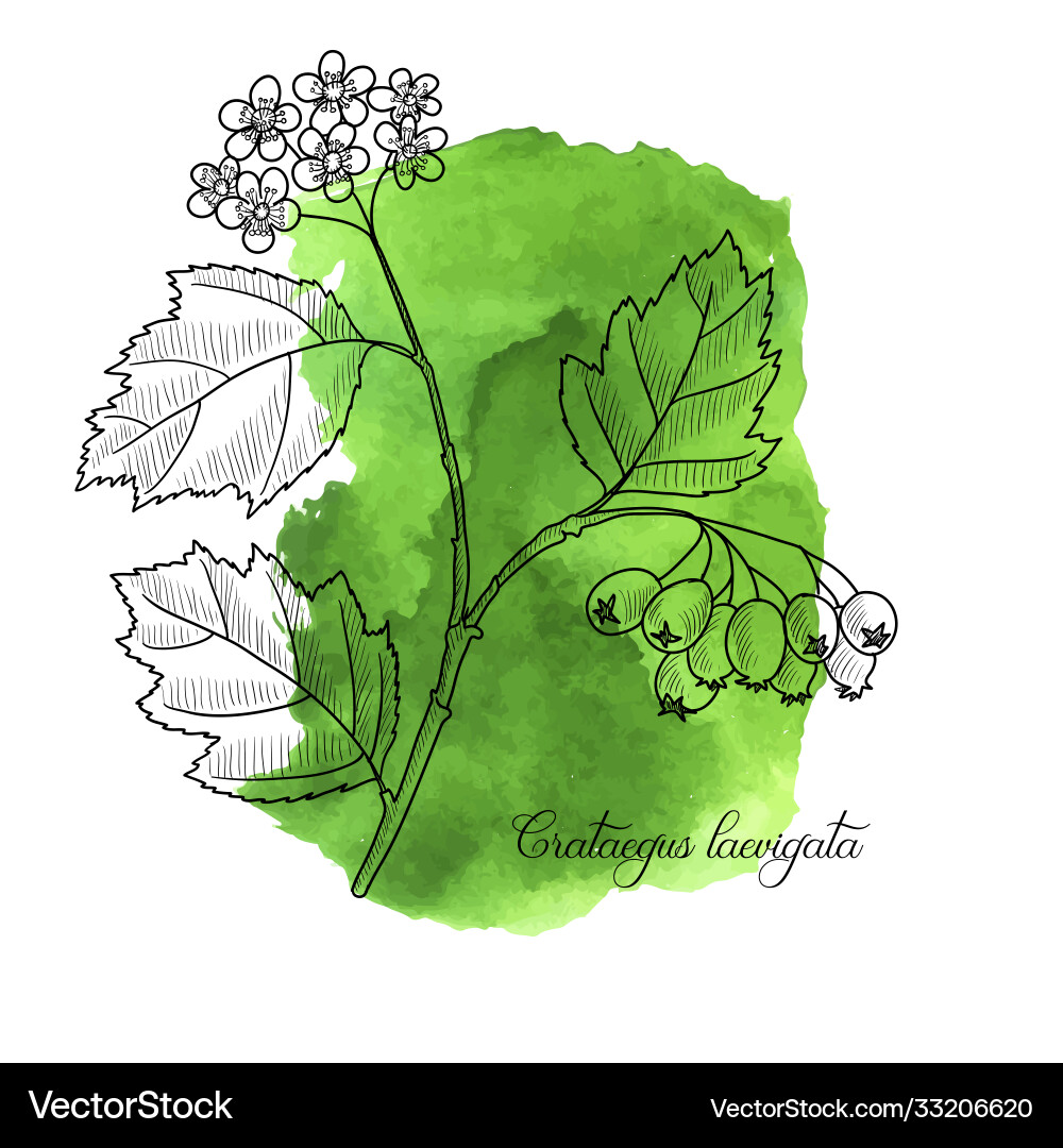 Drawing hawthorn Royalty Free Vector Image - VectorStock