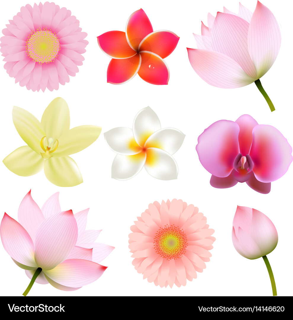 Flowers collection Royalty Free Vector Image - VectorStock