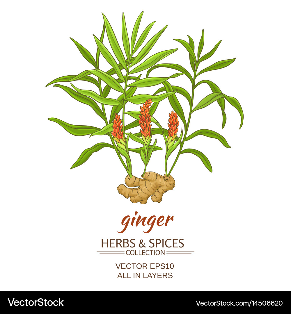 Ginger Royalty Free Vector Image - VectorStock
