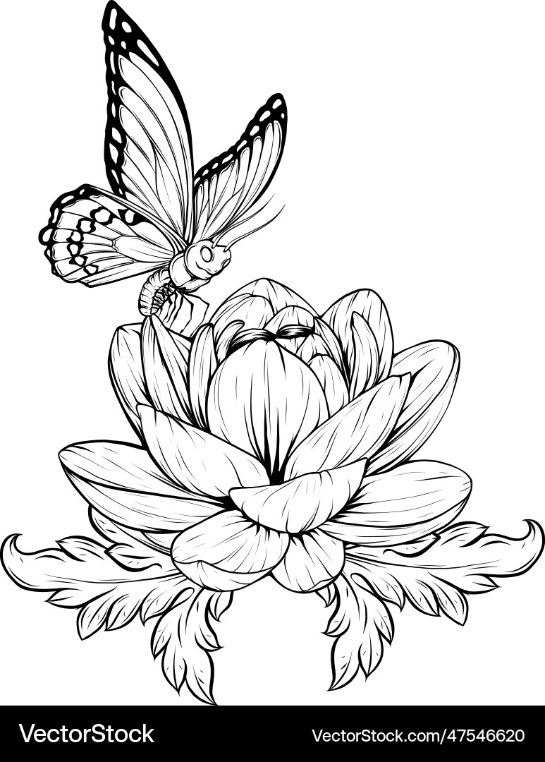 Outline drawing of butterfly Royalty Free Vector Image