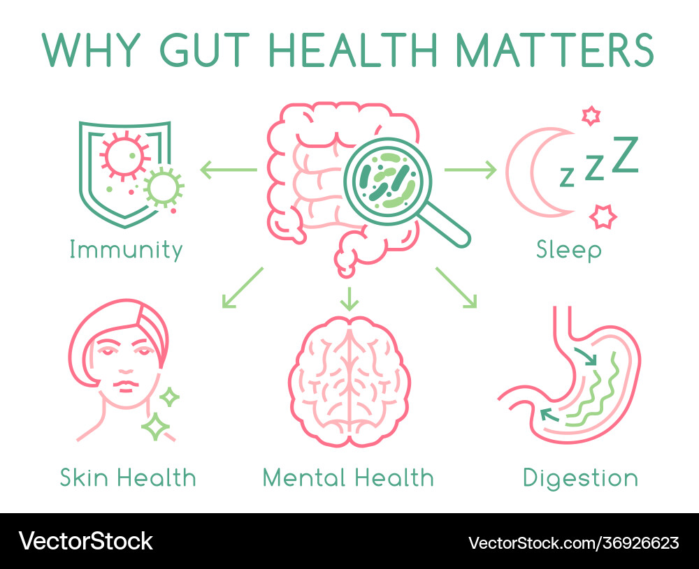 Gut Health Infographic Royalty Free Vector Image