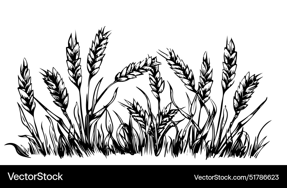Hand drawn of wheat isolated Royalty Free Vector Image