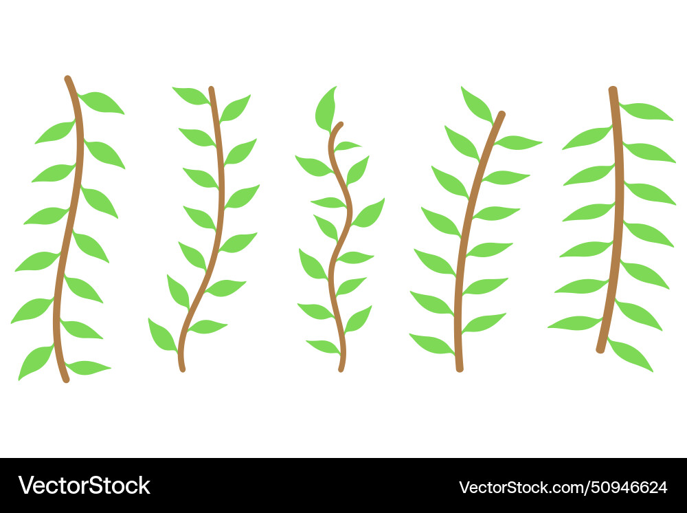 Flower vine icon set botanical decoration Vector Image