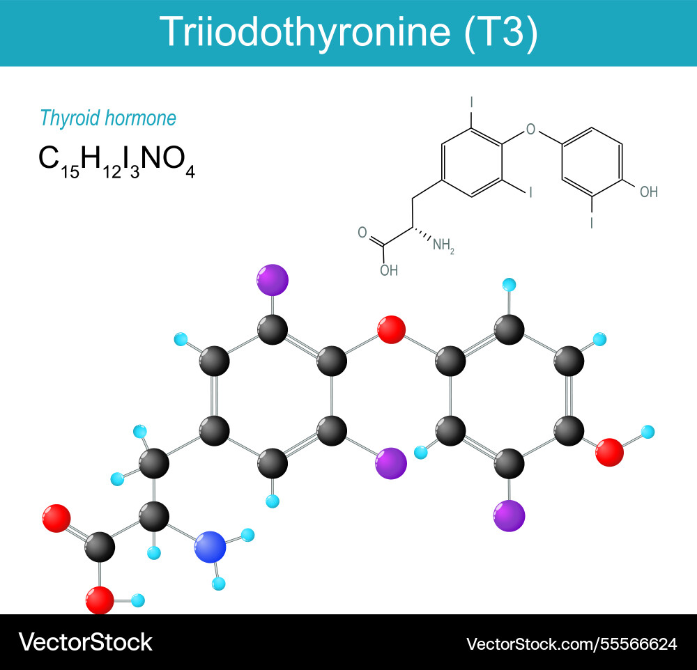 Triiodothyronine t3 molecule Royalty Free Vector Image