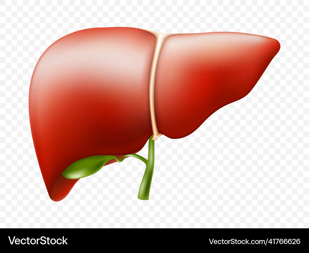Realistic liver anatomy structure hepatic system Vector Image
