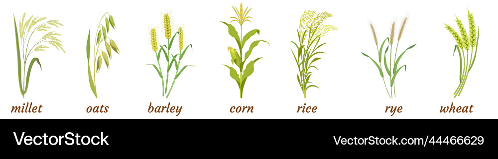 Cereal Grains - Rice, Wheat, Oats, Barley, Rye, Mi