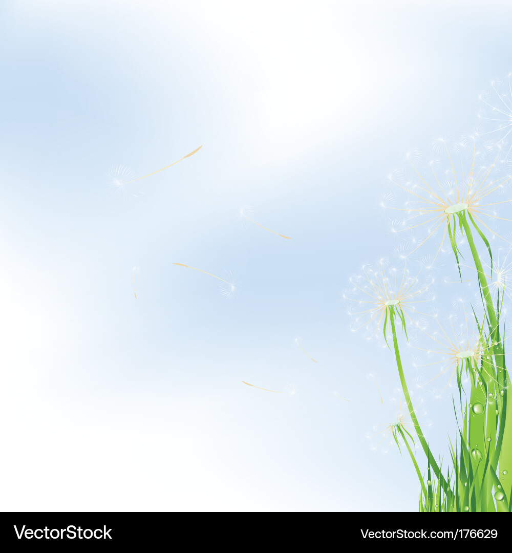 Dandelions Royalty Free Vector Image - VectorStock
