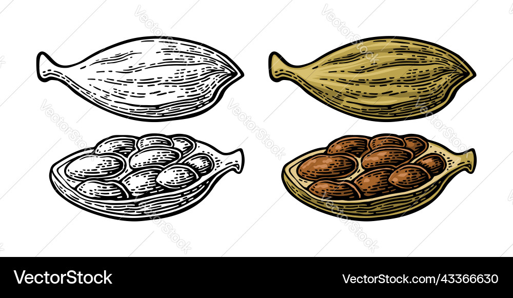 Cardamom spice with seed vintage engraved Vector Image