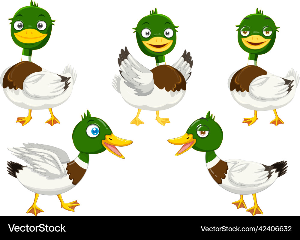 Cartoon mallard ducks set Royalty Free Vector Image