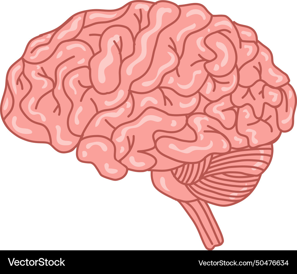 Human brain doodle art drawing Royalty Free Vector Image