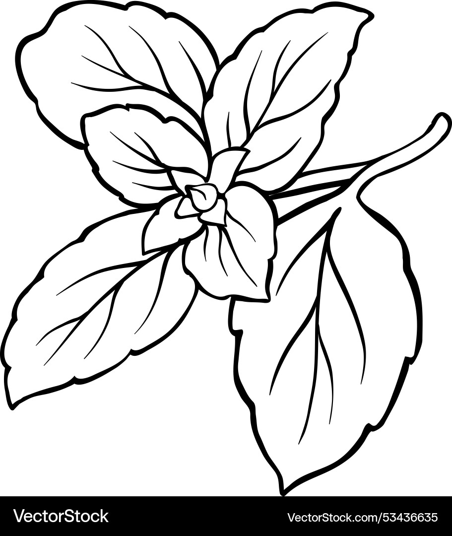 Basil branch with leaves outline Royalty Free Vector Image