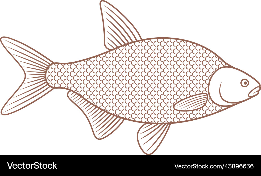 Bream Royalty Free Vector Image - VectorStock