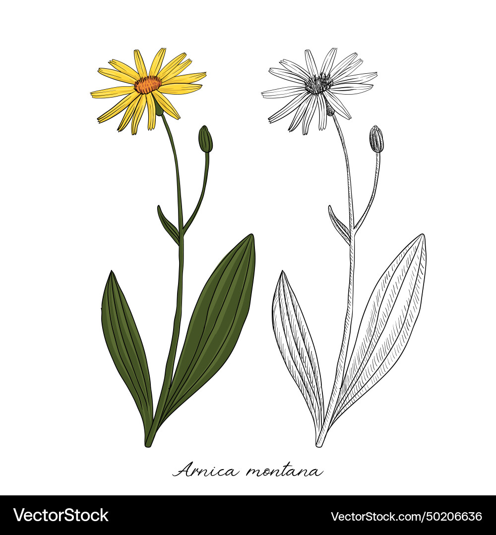 Drawing arnica Royalty Free Vector Image - VectorStock