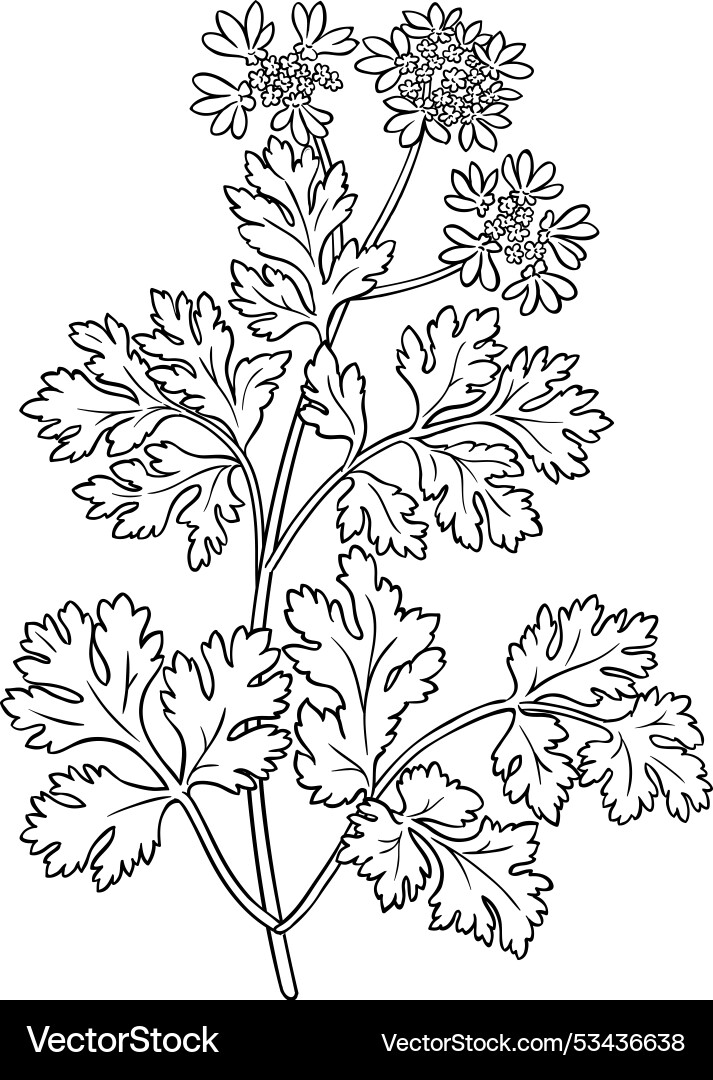 Coriander branch outline detailed Royalty Free Vector Image