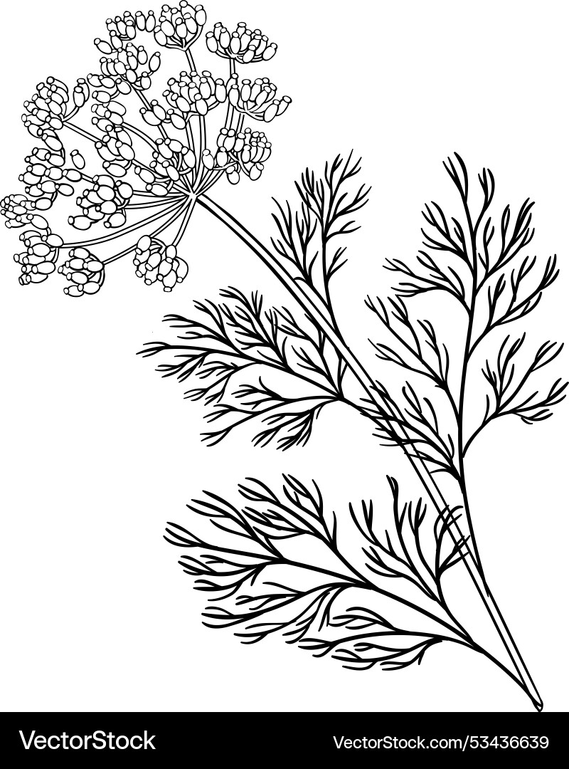 Dill plant with flowers outline Royalty Free Vector Image