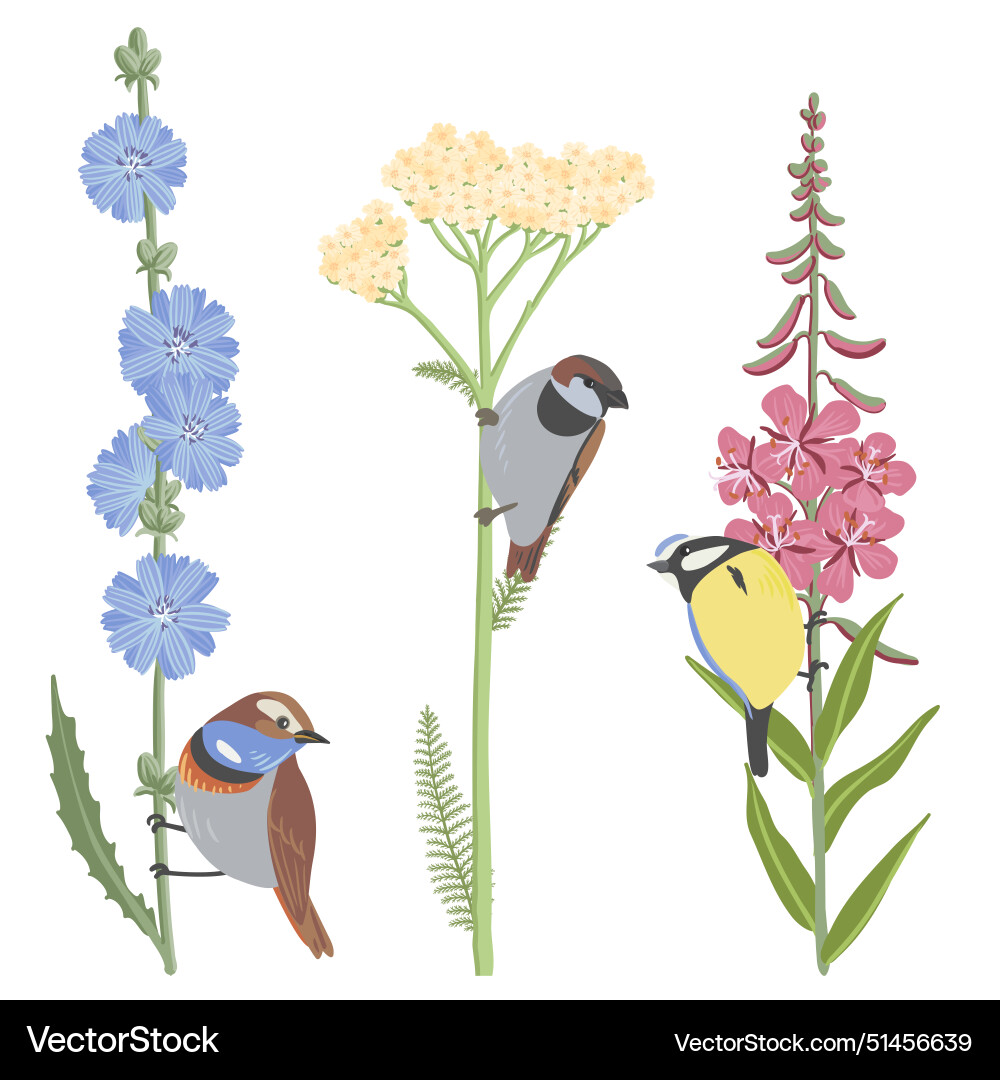 Drawing flower of yarrow Royalty Free Vector Image