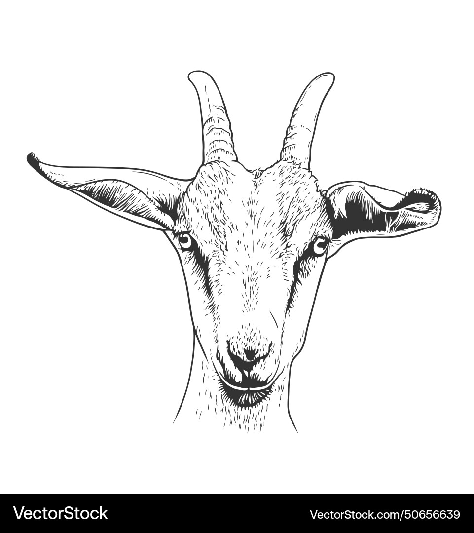 Goat head portrait hand-drawn line art Royalty Free Vector