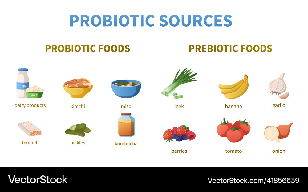 Probiotics sources cartoon infographics Royalty Free Vector